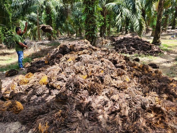 Konversi Limbah Sawit Jadi Energi Terbarukan: Potensi Biogas dari ...